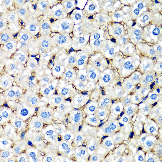 All Blood Cell Antigens Antibodies Research Areas - ABclonal