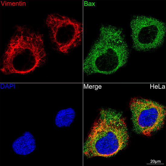 All Cell Type Marker Antibodies Research Areas - ABclonal