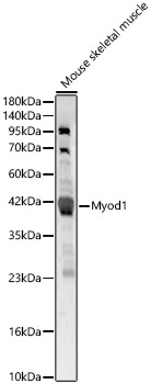 Myod1 Rabbit pAb-다중클론항체(pAb) - ABclonal