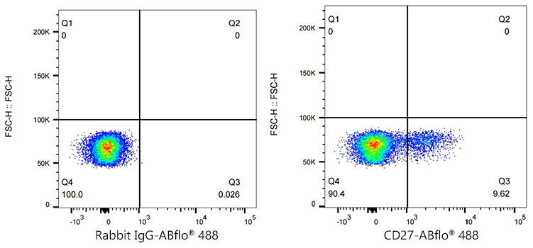 ABflo® 488 Rabbit anti-Mouse CD27 mAb-단일클론항체(mAb) - ABclonal