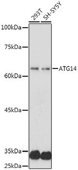 ATG14 Rabbit pAb-다중클론항체(pAb) - ABclonal