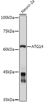 ATG14 Rabbit pAb-다중클론항체(pAb) - ABclonal