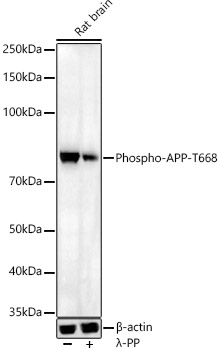 Phospho-APP-T668 Rabbit pAb-인산화 특이적 항체 - ABclonal