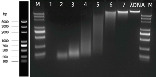 pAG-MNase for CUT & RUN-NGS 라이브러리 준비 - ABclonal
