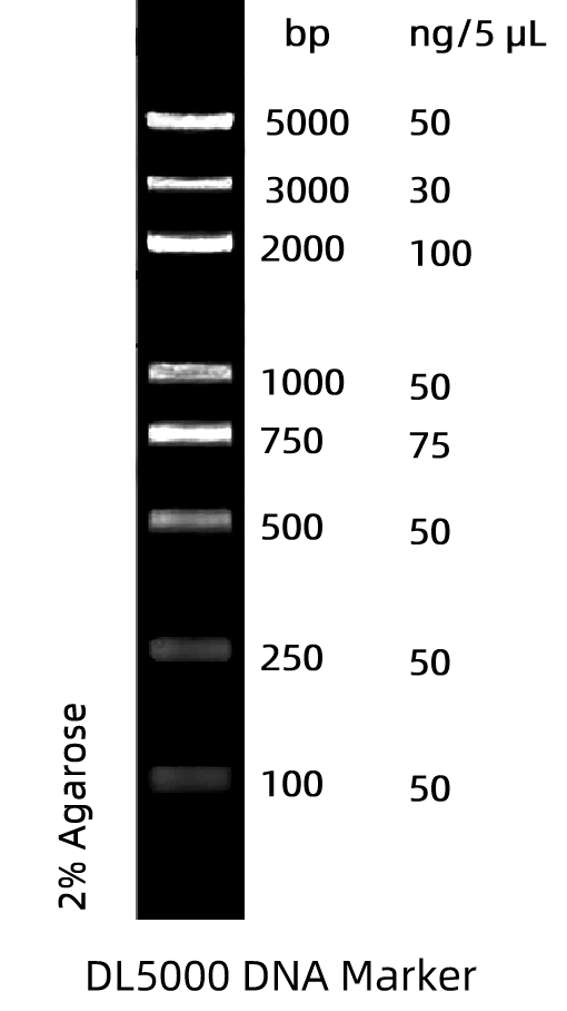 DL5000 DNA Marker-DNA Ladder / Marker - ABclonal